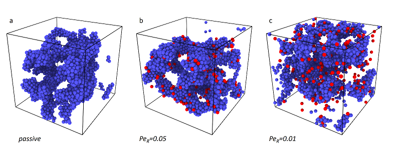 Active matter system with different activity (rotational Peclet number ...